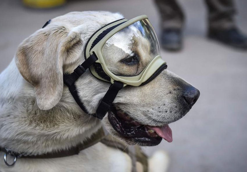 Frida y Evil: Los perros héroes de México - Martha Debayle